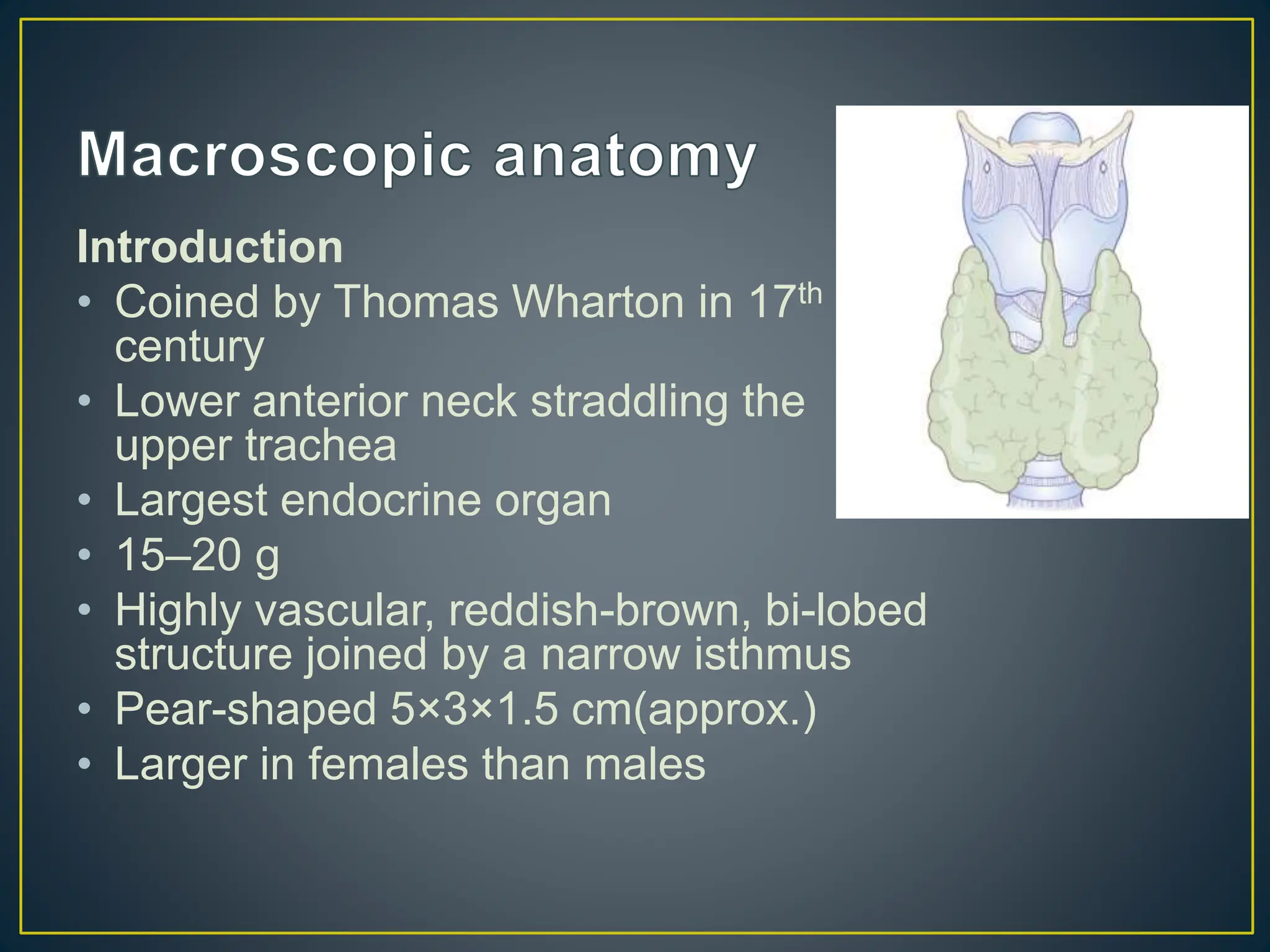 Anatomy of thyroid.pptx