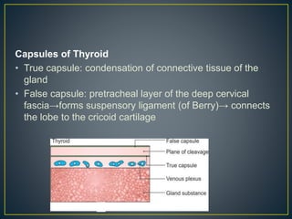 Anatomy of thyroid.pptx