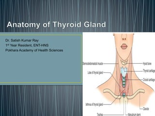 Anatomy of thyroid.pptx