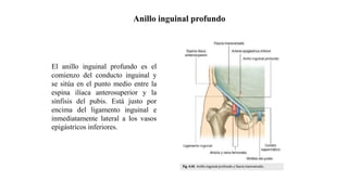anatomia del canal inguinal importante para conocimiento del estudiante ...