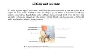 anatomia del canal inguinal importante para conocimiento del estudiante ...
