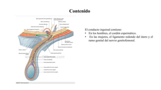 anatomia del canal inguinal importante para conocimiento del estudiante ...