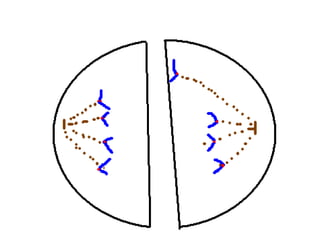 Anaphase lag.ppt 2017.pptx 2017 | PPT