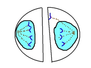 Anaphase lag.ppt 2017.pptx 2017