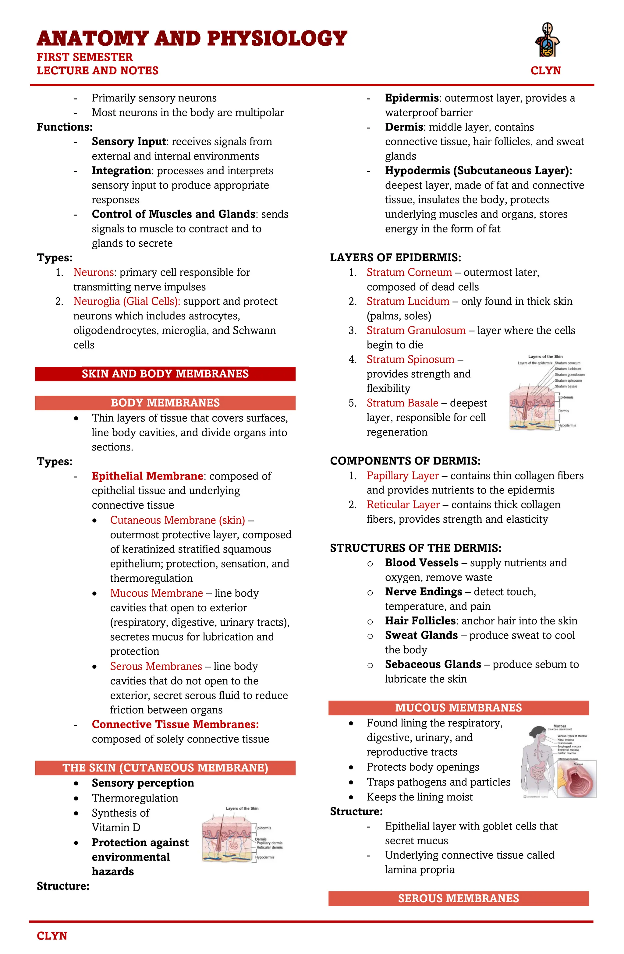 Anatomy and Physiology Reviewer Lesson 1 | PDF