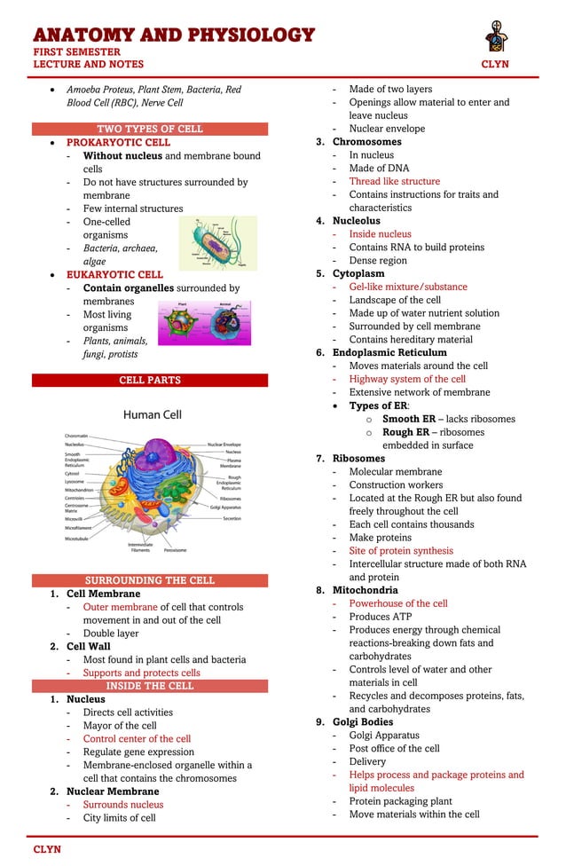 Anatomy and Physiology Reviewer Lesson 1 | PDF | Free Download