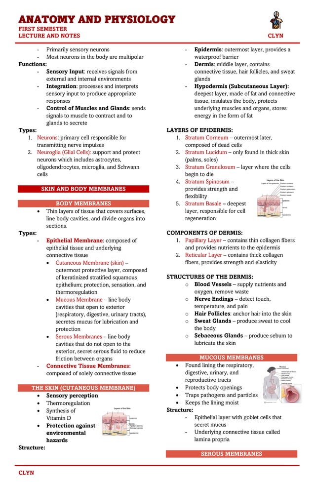 Anatomy and Physiology Reviewer Lesson 1 | PDF