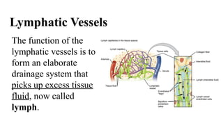 Anatomy and Physiology - Lymphatic system.pptx