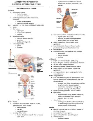 ANATOMY AND PHYSIOLOGY chapter 16: REPRODUCTIVE SYSTEM | PDF