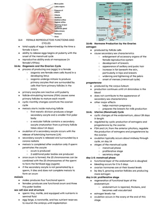 ANATOMY AND PHYSIOLOGY chapter 16: REPRODUCTIVE SYSTEM | PDF