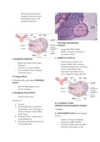The Respiratory System- Anatomy and Physiology | DOCX