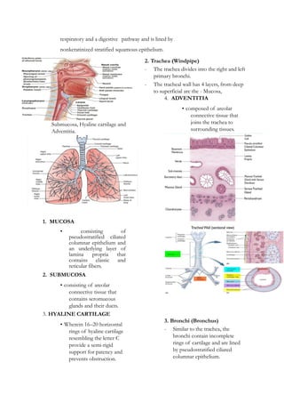 The Respiratory System- Anatomy and Physiology | DOCX