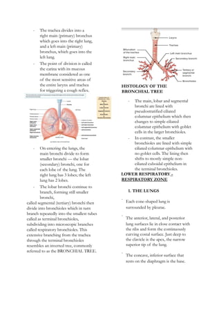 The Respiratory System- Anatomy and Physiology | DOCX