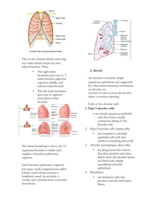 The Respiratory System- Anatomy and Physiology | DOCX