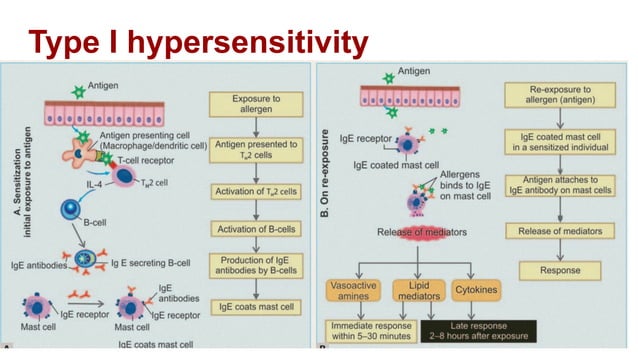 Anaphylactic shock: pathogenesis, etiology and examples | PPTX