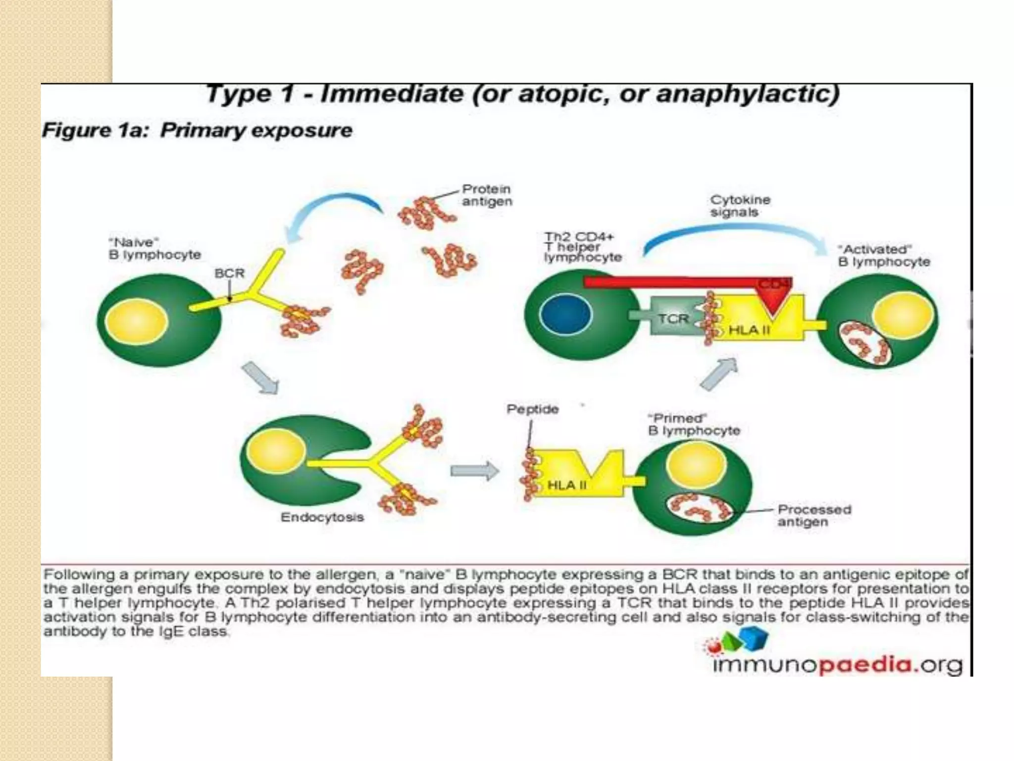 Anaphylaxis | PPTX