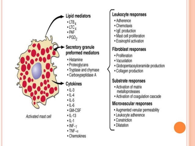 Anaphylaxis and anesthesia | PPTX | Allergies | Diseases and Conditions