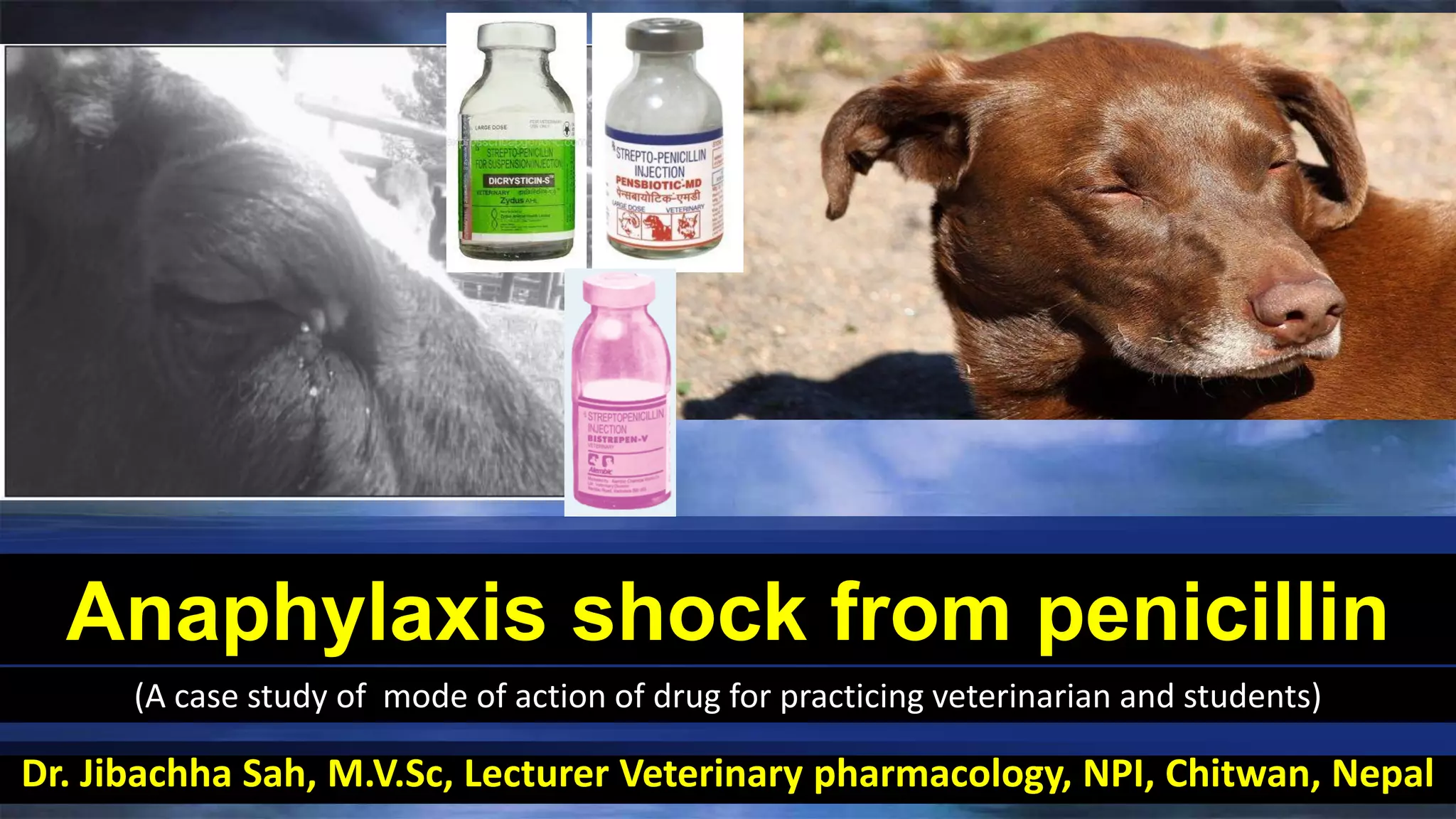 Anaphylaxis shock due to penicillin-DR.Jibachha Sah | PDF | Allergies ...