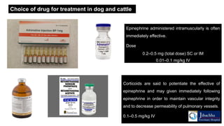 Anaphylaxis shock due to penicillin-DR.Jibachha Sah | PDF