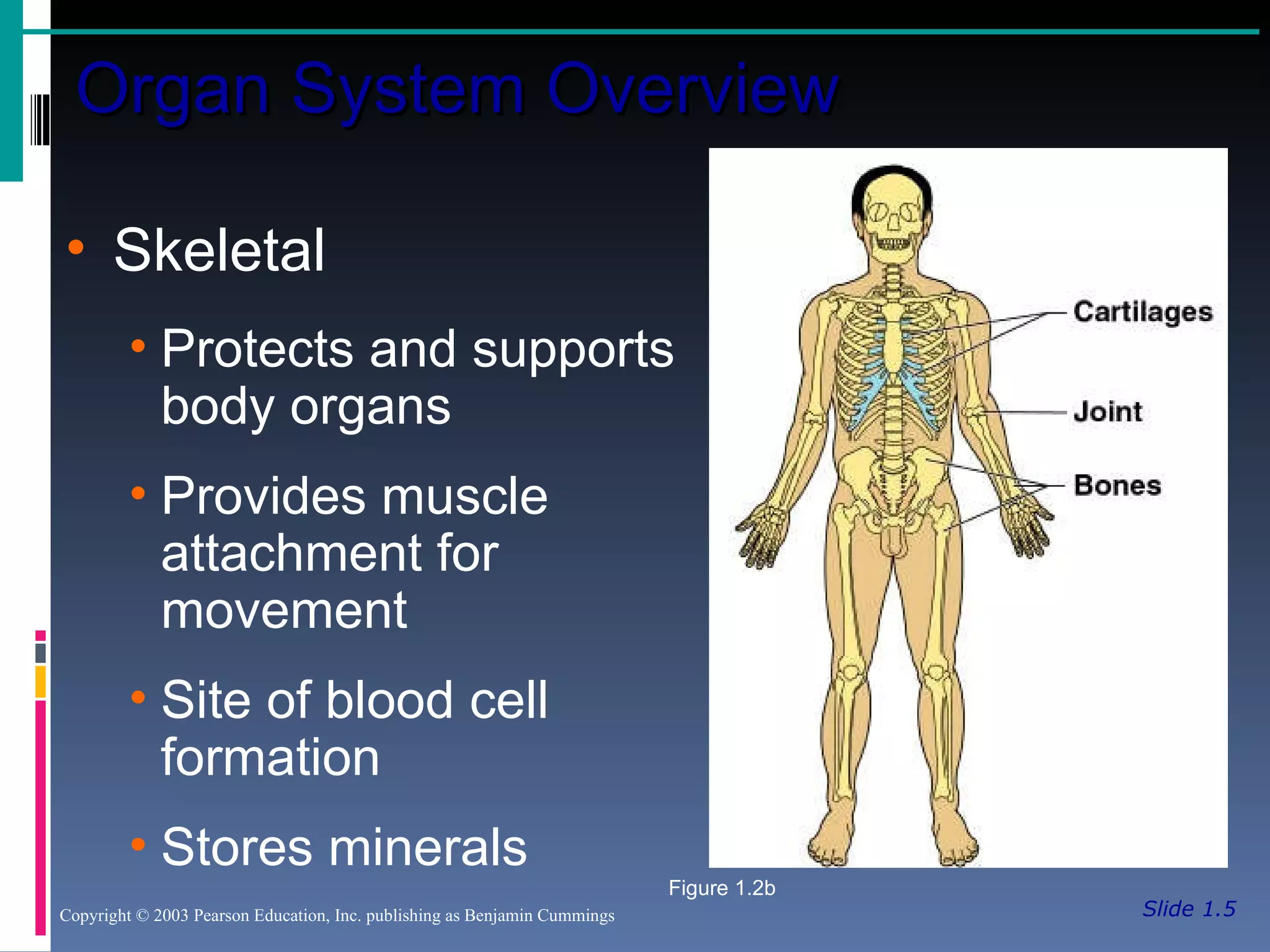 Anatomy and Physiology Chapter 1 - Introduction to Anatomy and ...