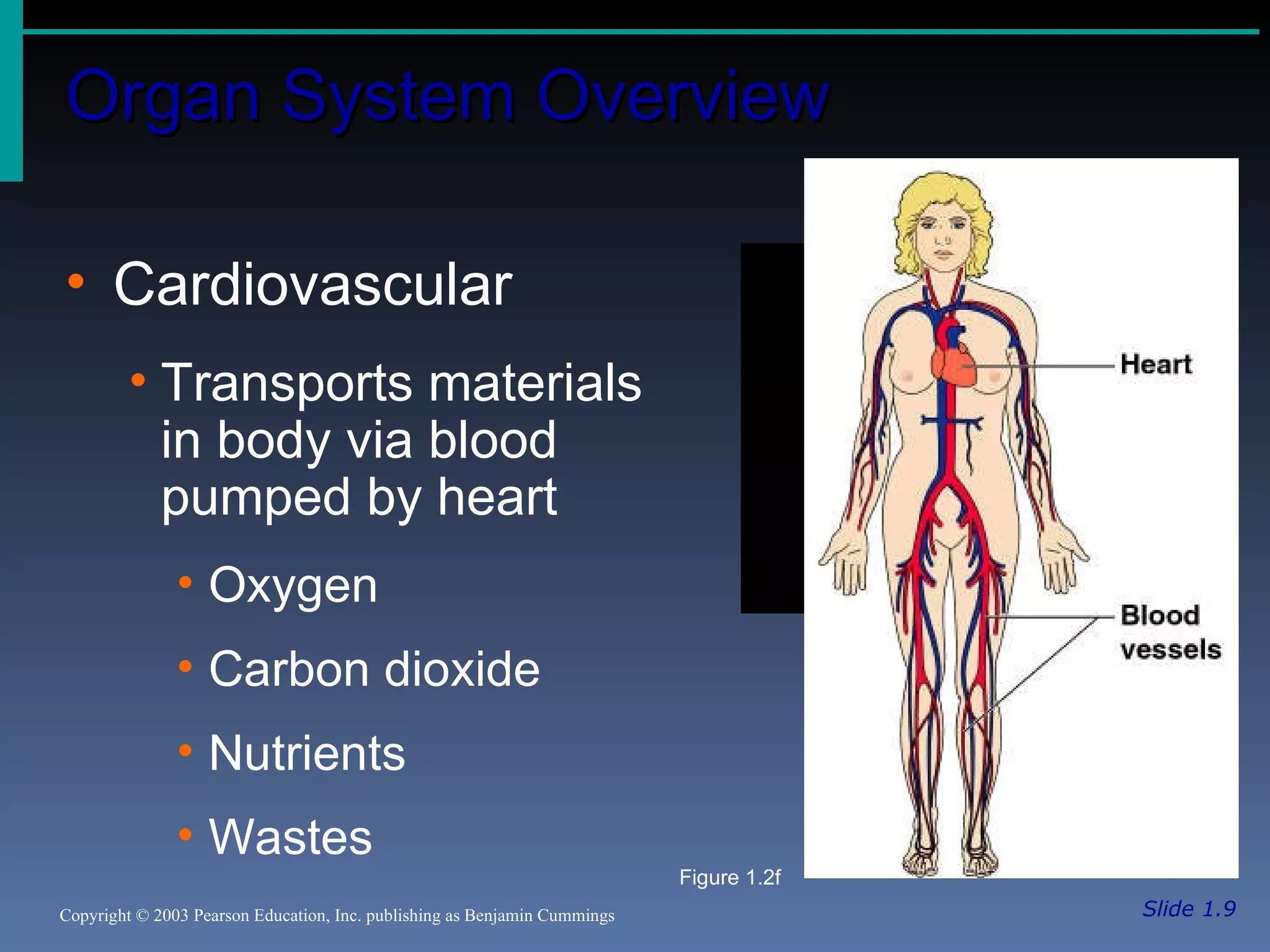 Anatomy and Physiology Chapter 1 - Introduction to Anatomy and ...