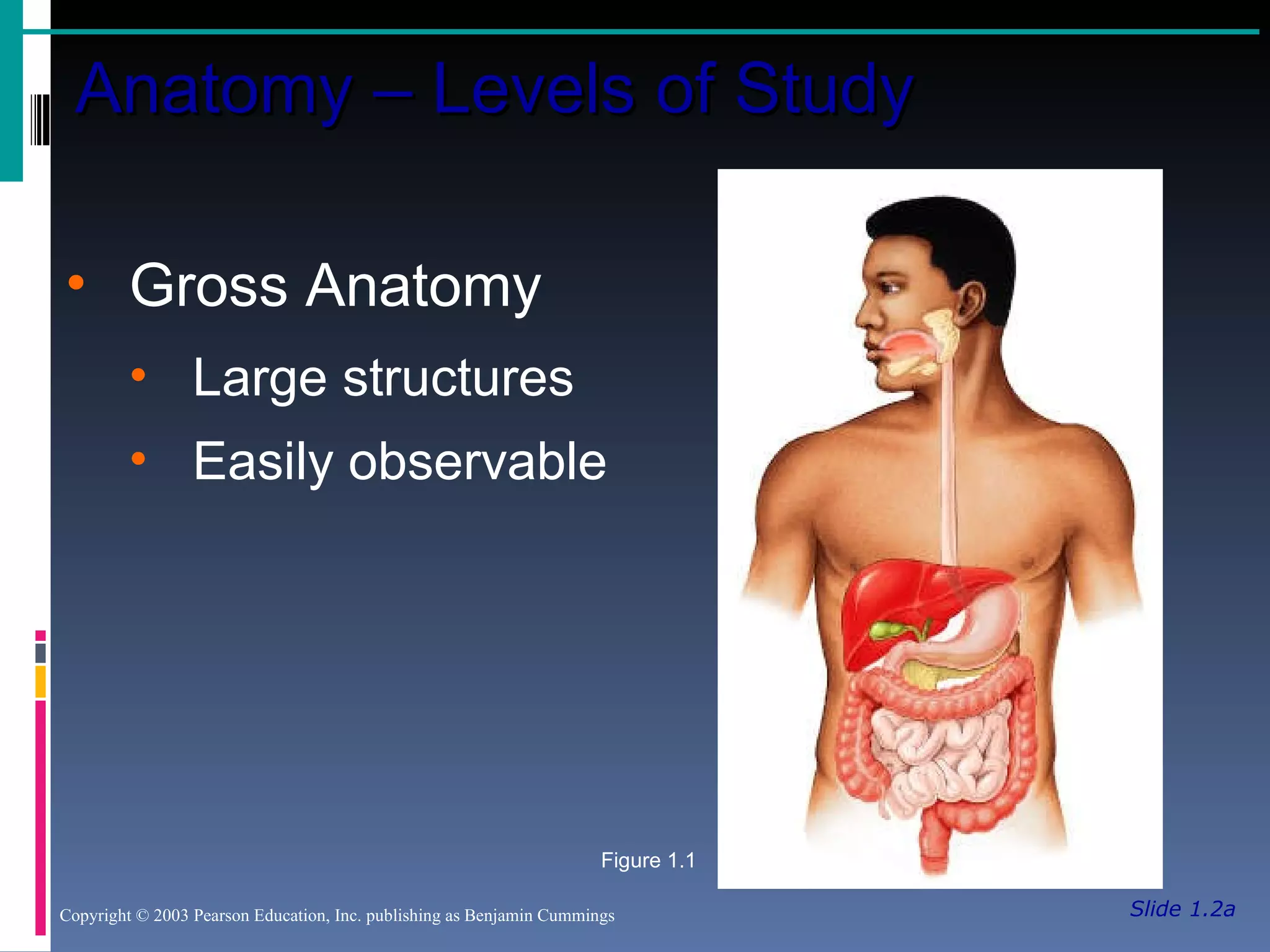 Anatomy and Physiology Chapter 1 - Introduction to Anatomy and ...