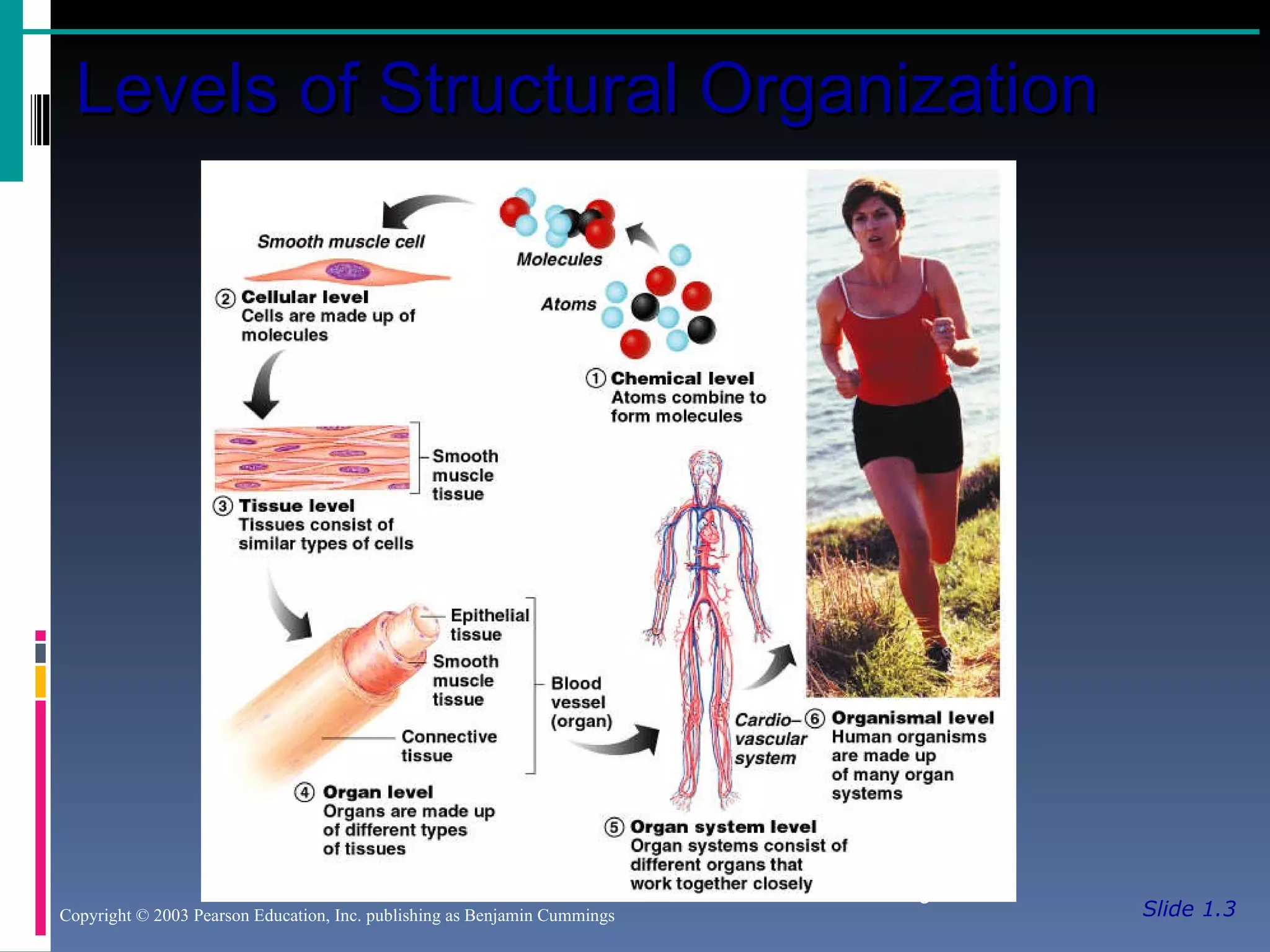 Anatomy and Physiology Chapter 1 - Introduction to Anatomy and ...