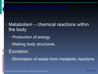 Anatomy and Physiology Chapter 1 - Introduction to Anatomy and ...