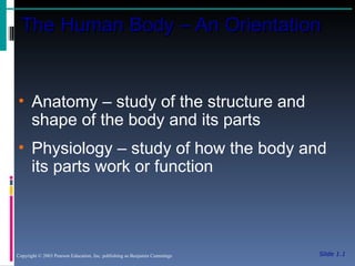 Anatomy and Physiology Chapter 1 - Introduction to Anatomy and ...