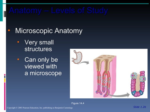 Anatomy and Physiology Chapter 1 - Introduction to Anatomy and ...
