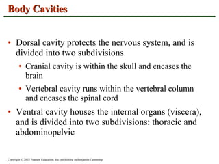 Anatomy and Physiology Chapter 1 - Introduction to Anatomy and ...