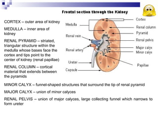 Anaphysio ch 12 urinary | PPT | Chemistry | Science