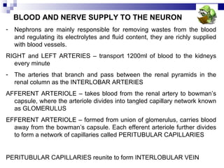 Anaphysio ch 12 urinary | PPT | Chemistry | Science