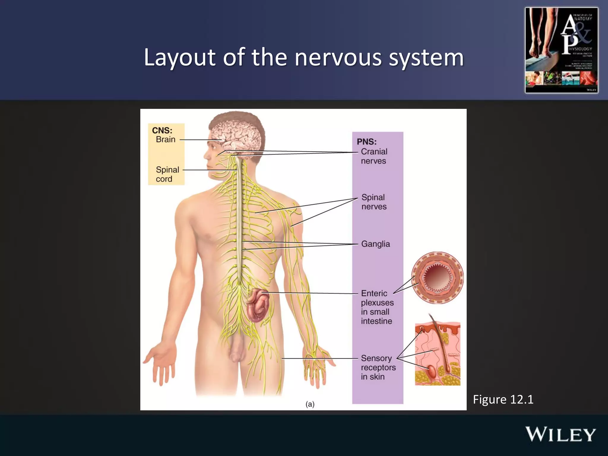 [12] ANAPHYSIO The Nervous System: Nervous Tissue | PDF