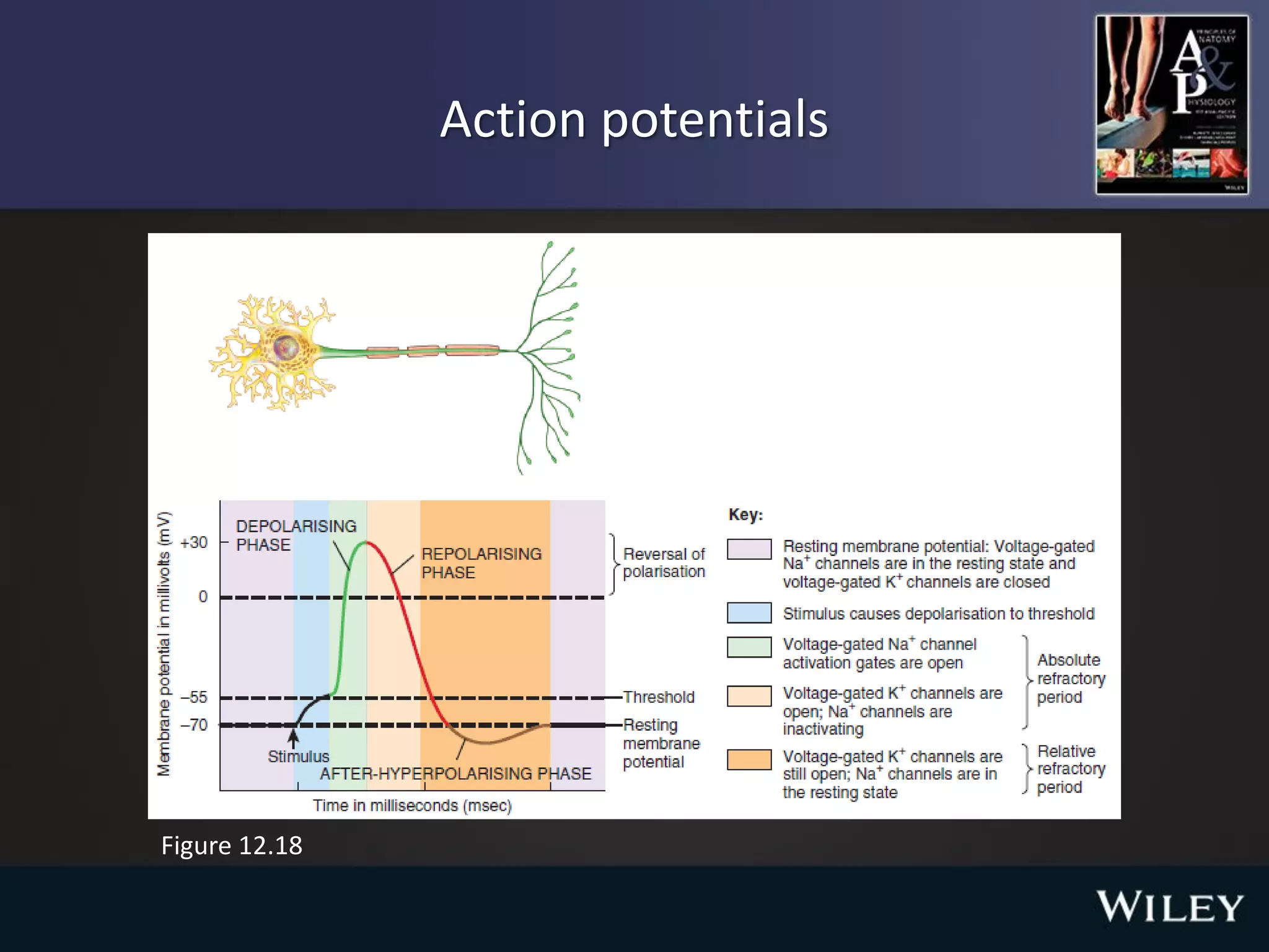 [12] ANAPHYSIO The Nervous System: Nervous Tissue | PDF