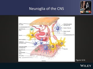 [12] ANAPHYSIO The Nervous System: Nervous Tissue | PDF