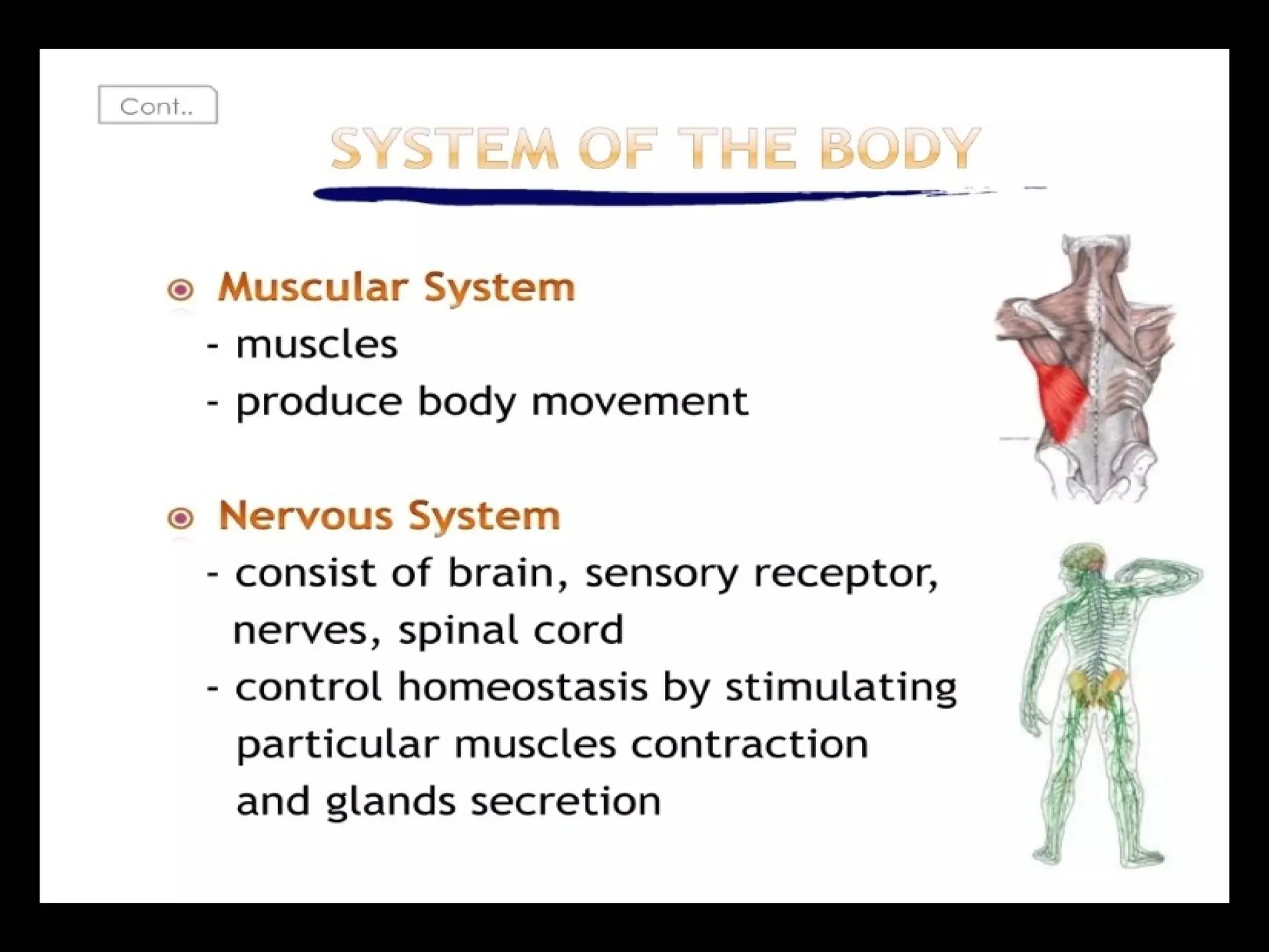 antomy and physiology ppt all systems.pptx