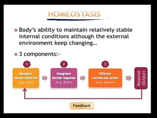 antomy and physiology ppt all systems.pptx