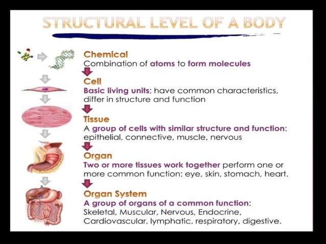 antomy and physiology ppt all systems.pptx
