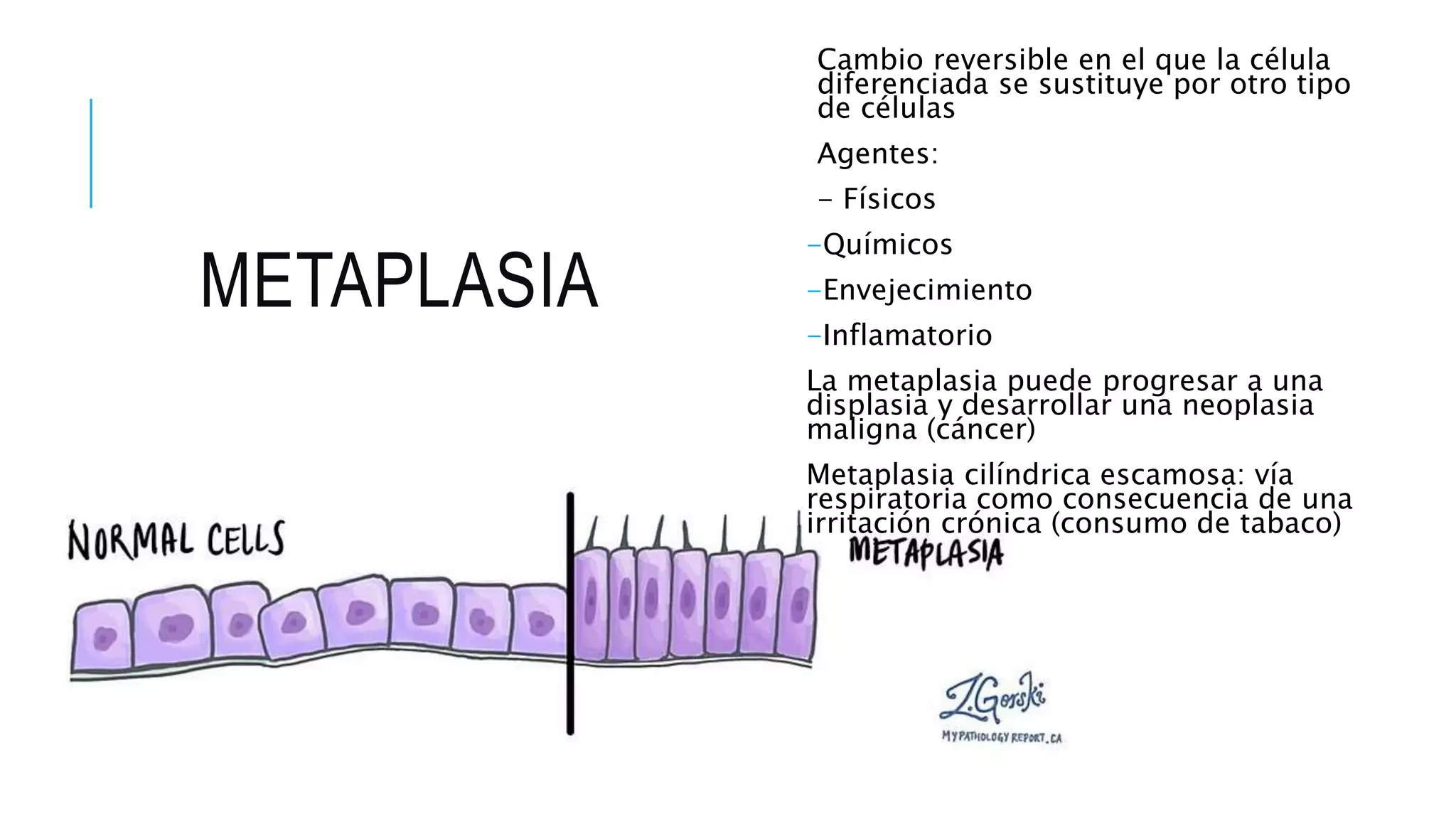 ANAPLASIA, DISPLASIA, METAPLASIA.pptx