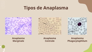 Anaplasma Anaplasma anaplasma anaplasma | PPTX