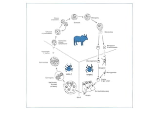 Anaplasma 111211030359-phpapp02 | PPT
