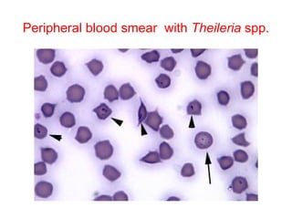 Anaplasma | PPT