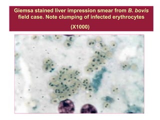 Anaplasma | PPT