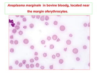 Anaplasma | PPT