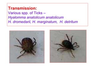 Anaplasma | PPT