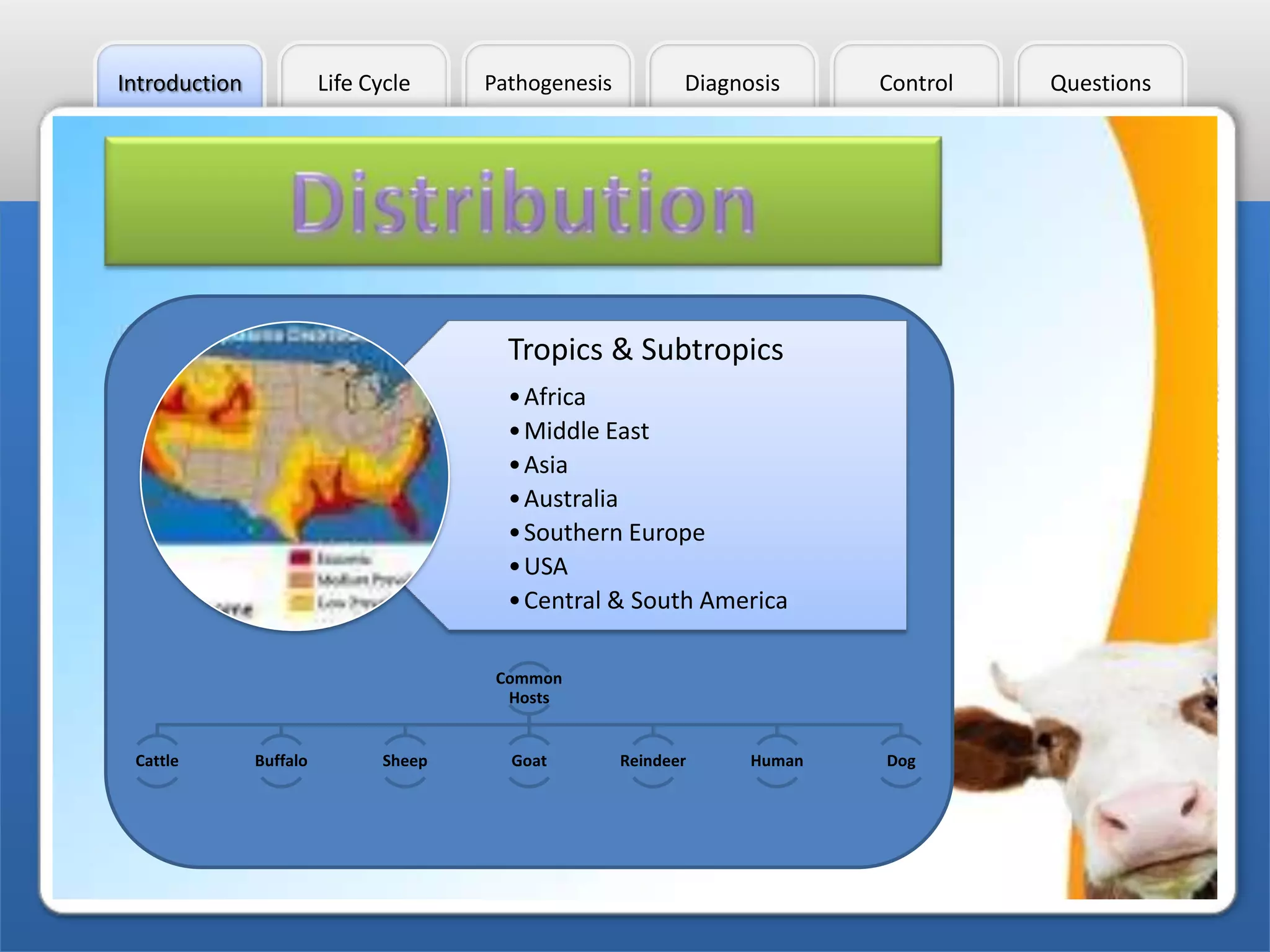 Anaplasma | PPTX