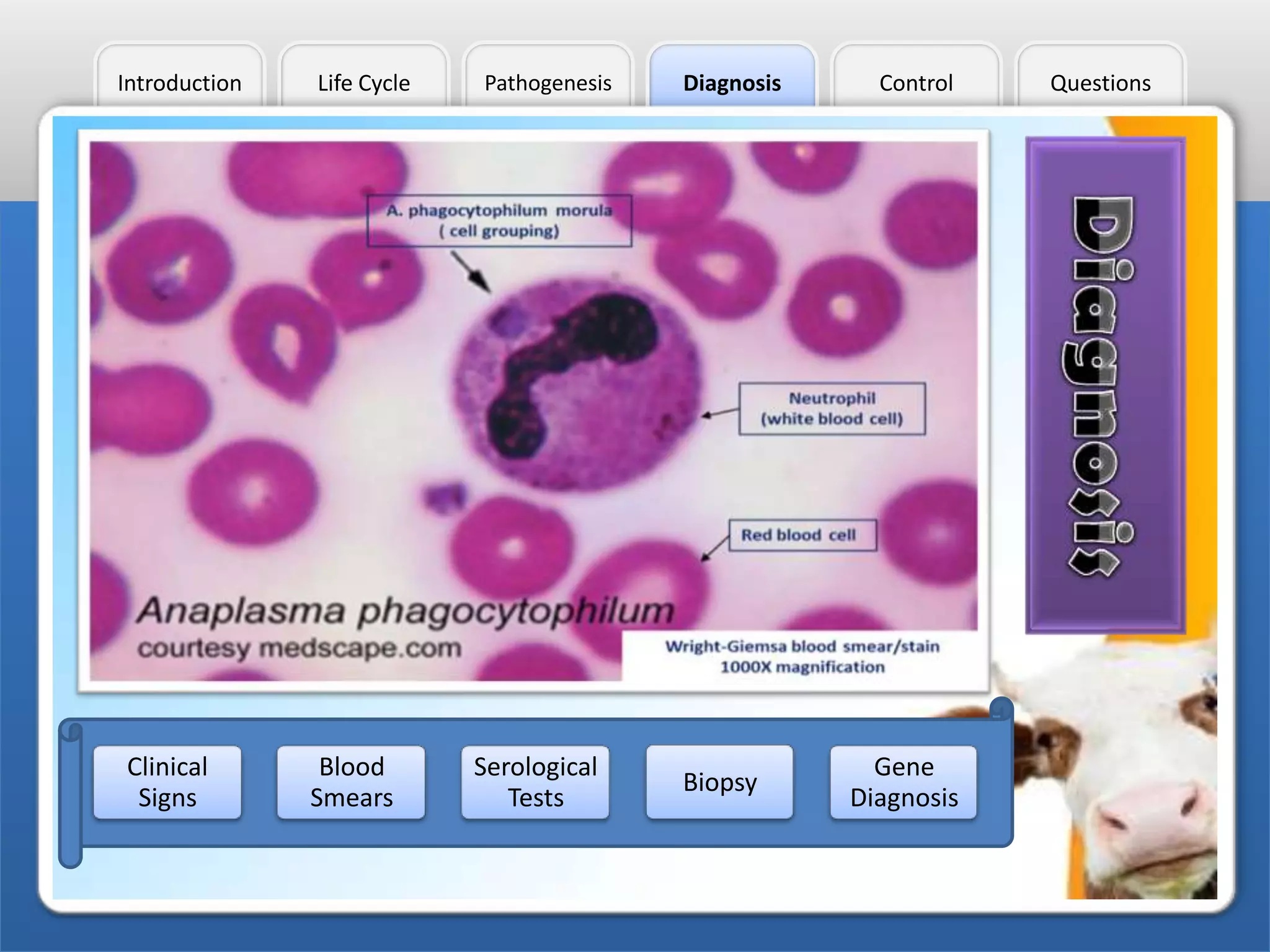 Anaplasma | PPTX