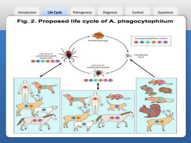 Anaplasma | PPTX
