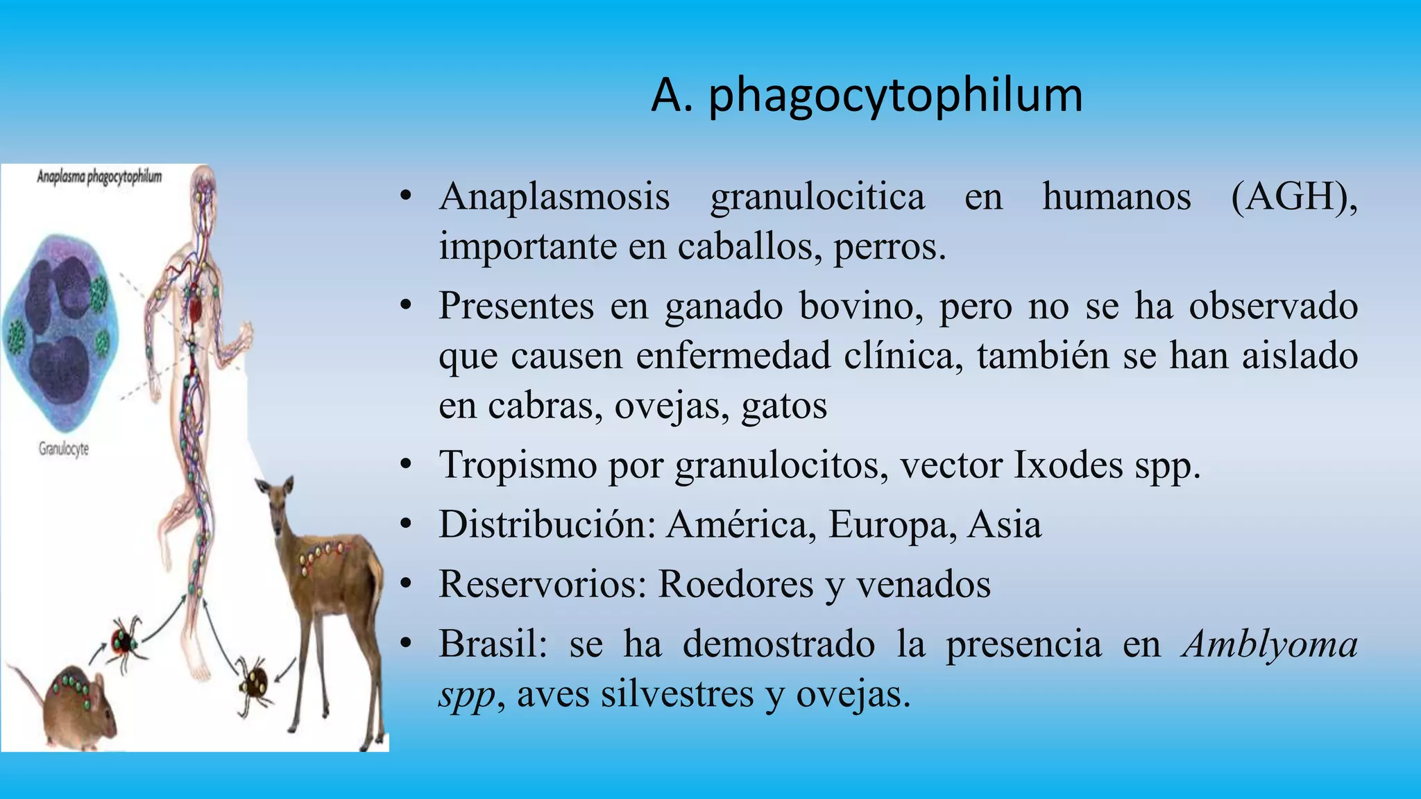 Anaplasma spp | PPTX
